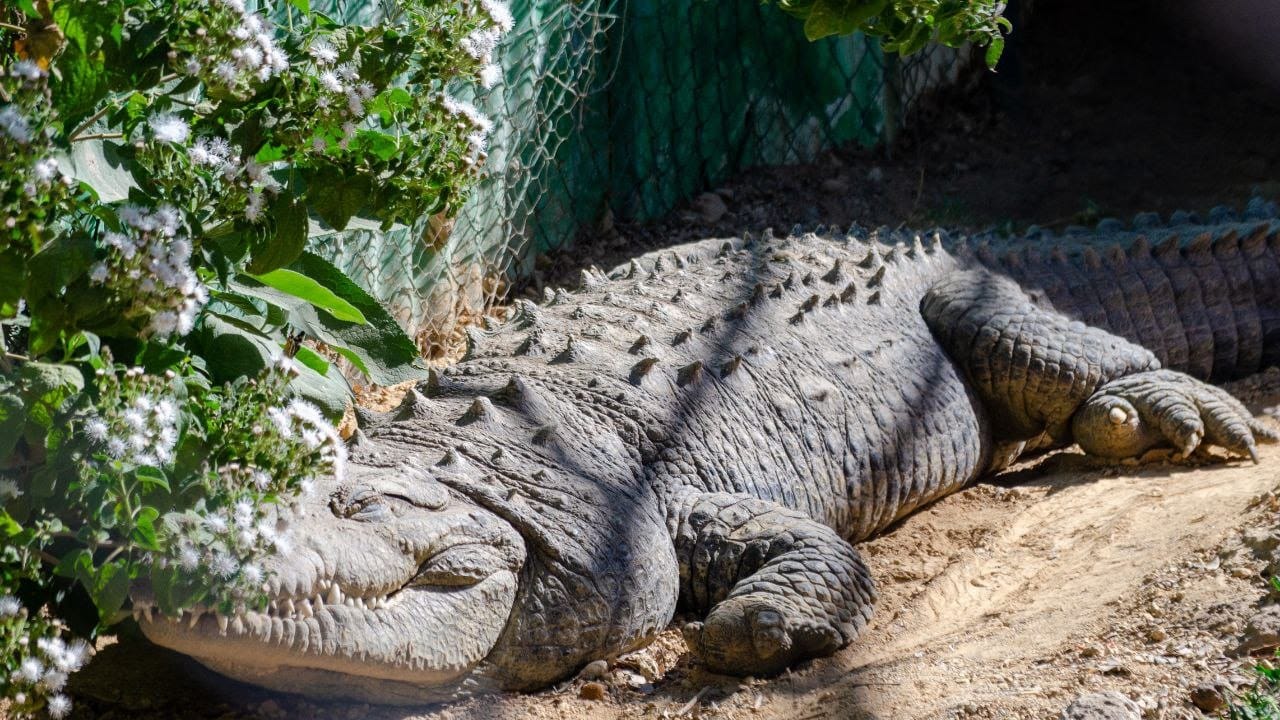 Zoológico de Tulancingo - Sin Filtro Mx